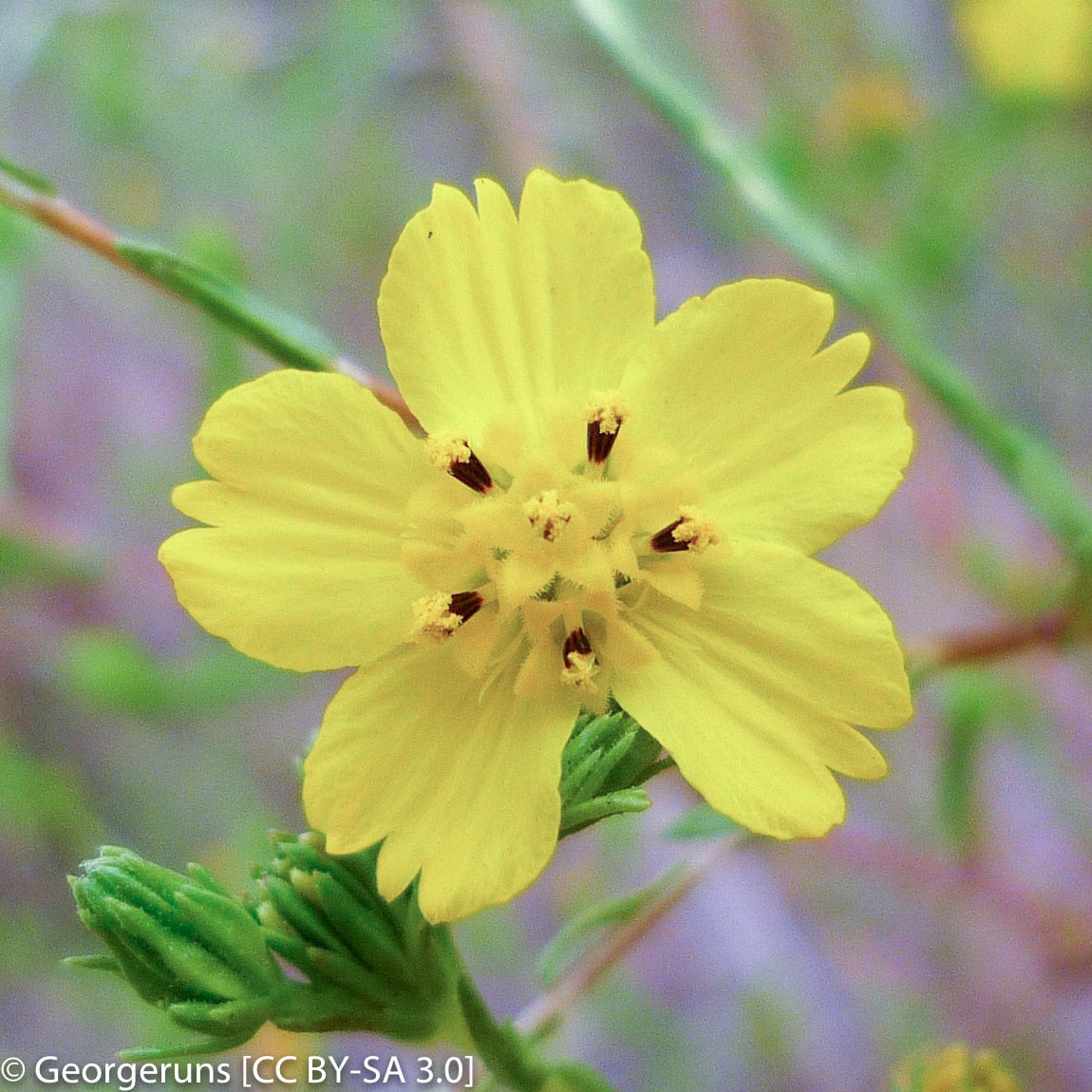 Deinandra fasciculata (Clustered Tarweed) | California Native Seeds ...