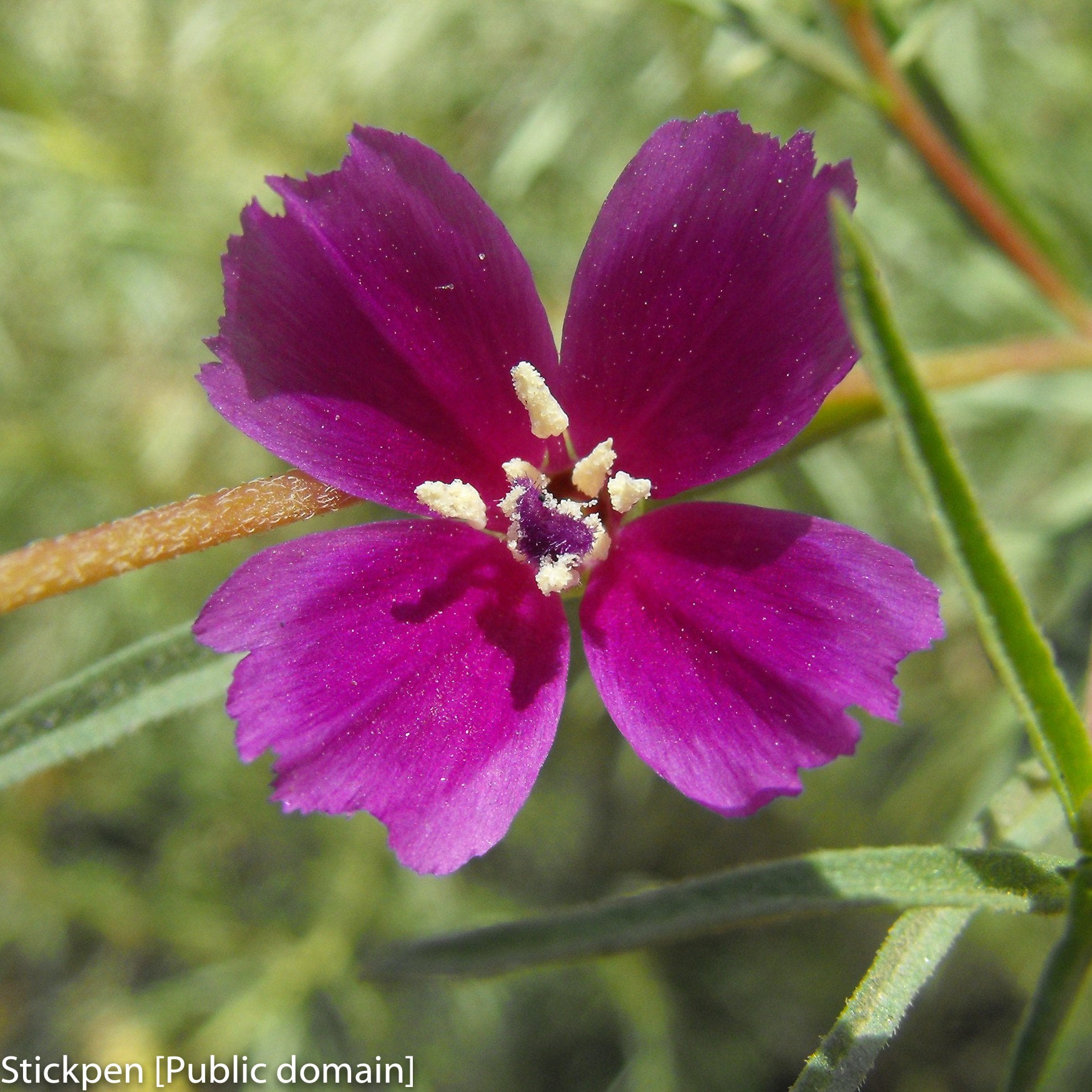 Clarkia purpurea (Purple or Winecup Clarkia) | California Native Seeds ...