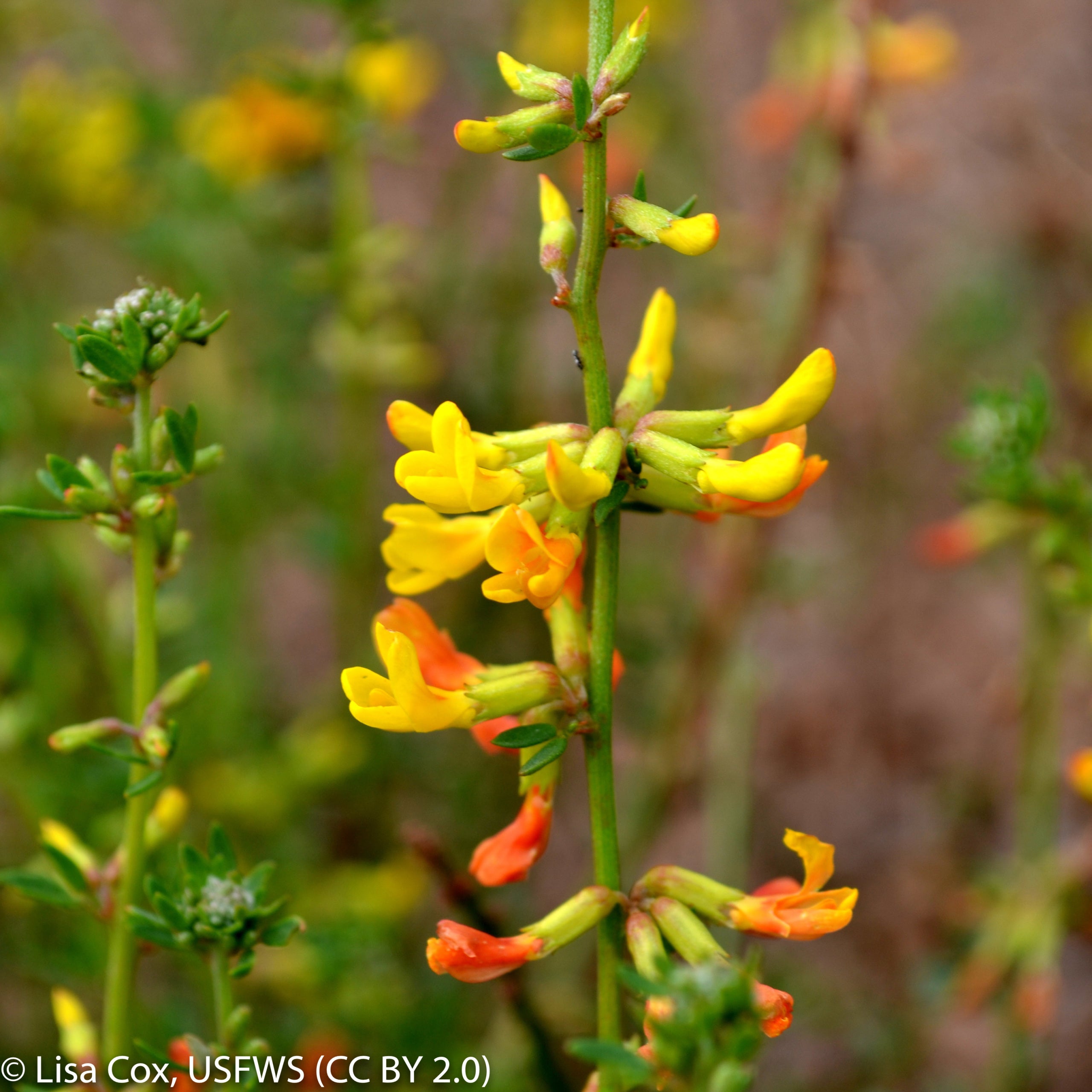 Acmispon glaber (Deerweed) | California Native Seeds from CNPS-SD