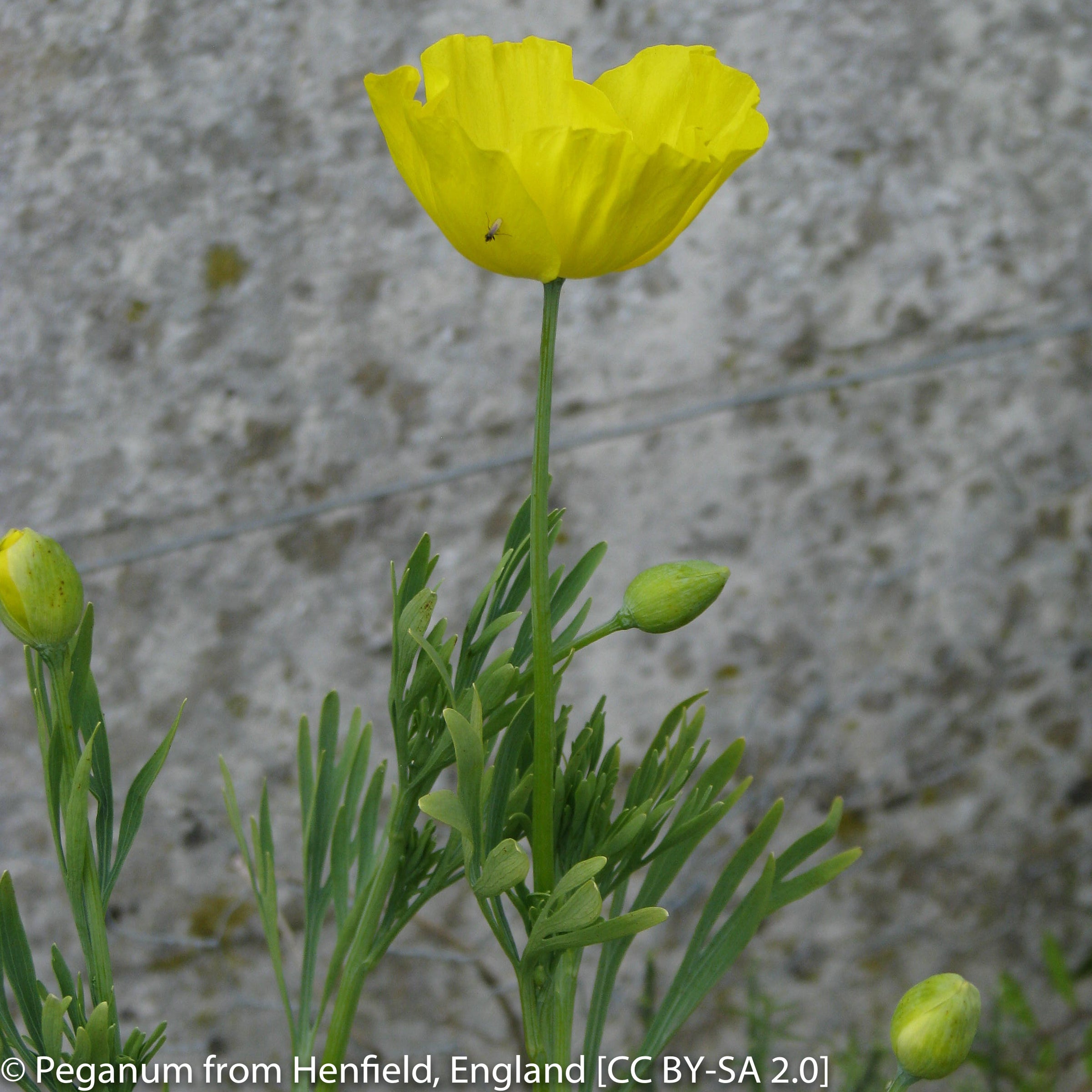Hunnemannia fumariifolia (Mexican Tulip Poppy) | California Native ...
