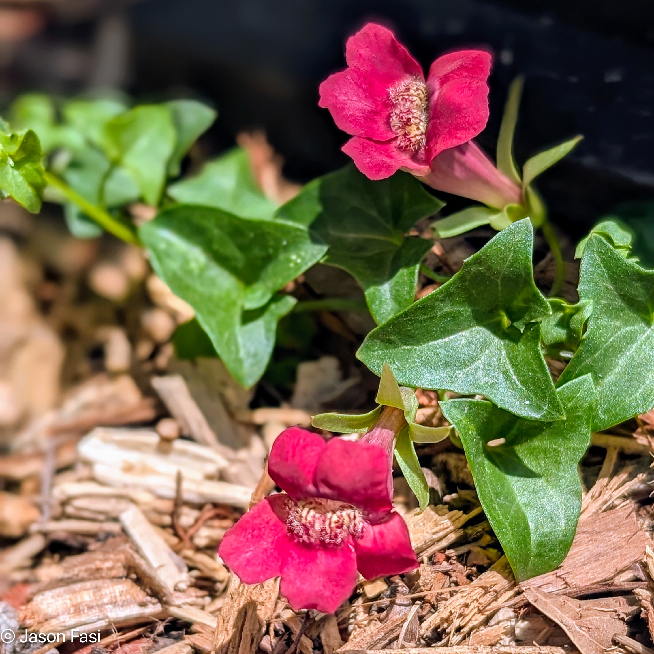 Maurandella antirrhiniflora (Roving Sailor) | California Native Seeds ...