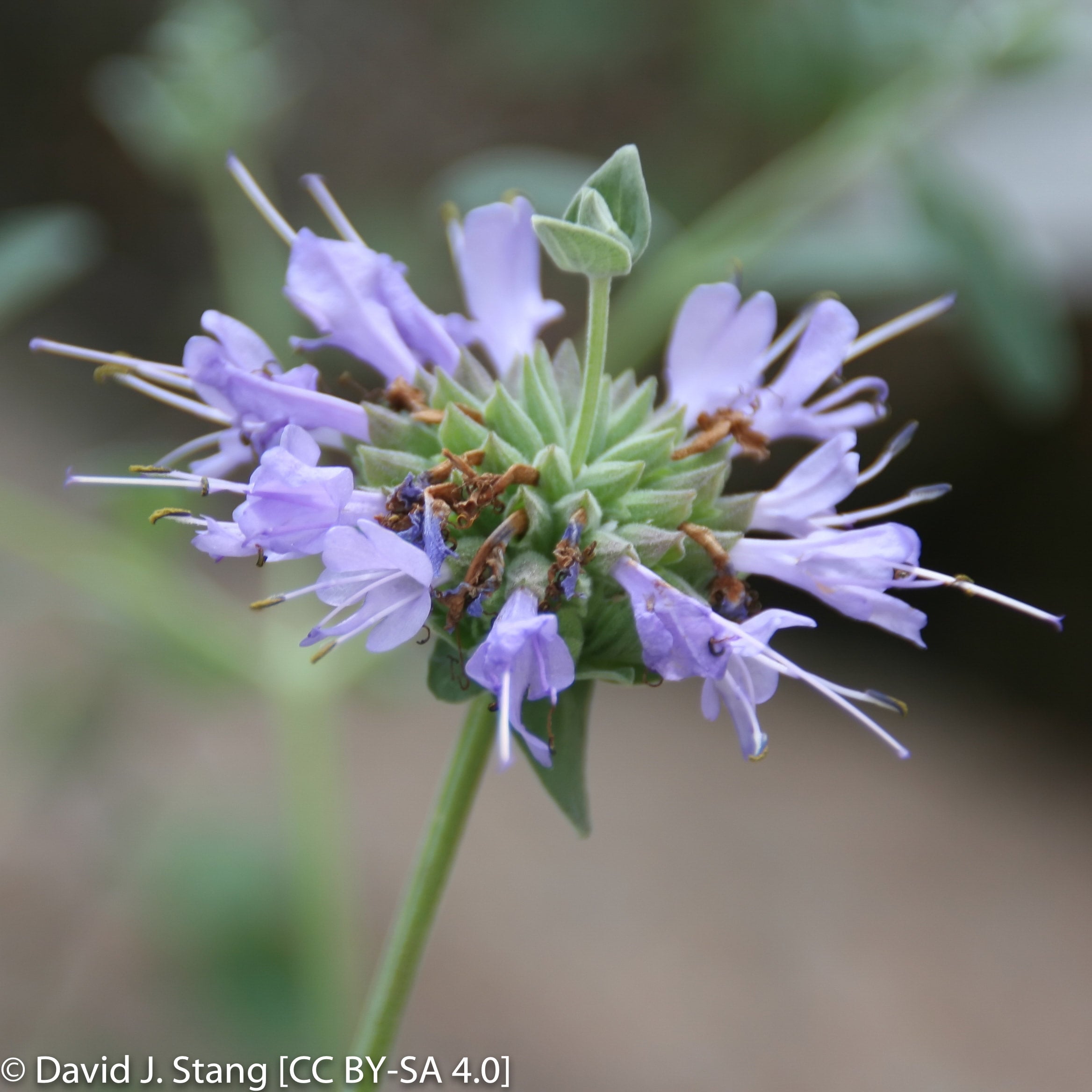 Salvia clevelandii (Cleveland Sage) | California Native Seeds from CNPS-SD