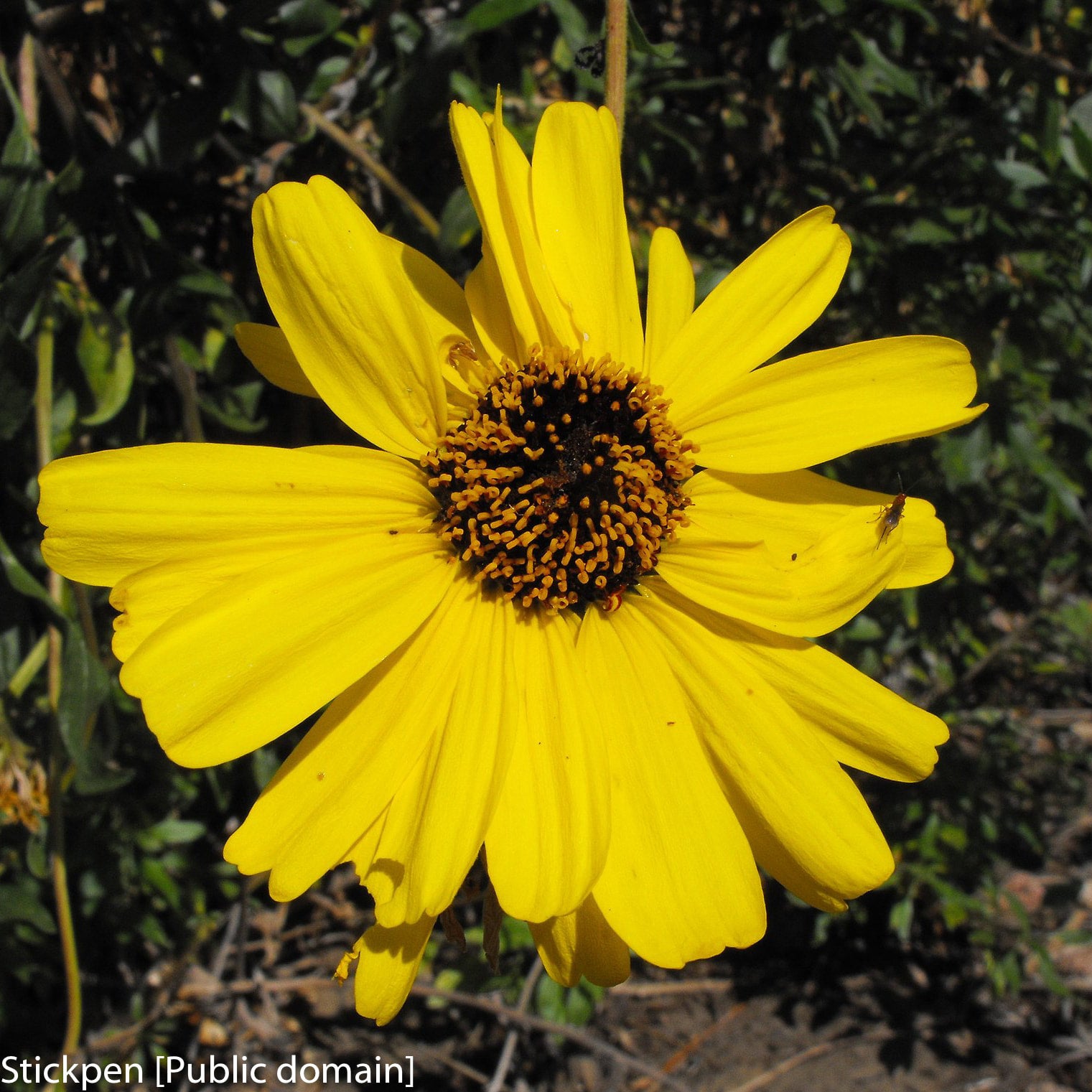 Encelia californica (Coast Sunflower) | California Native Seeds from ...