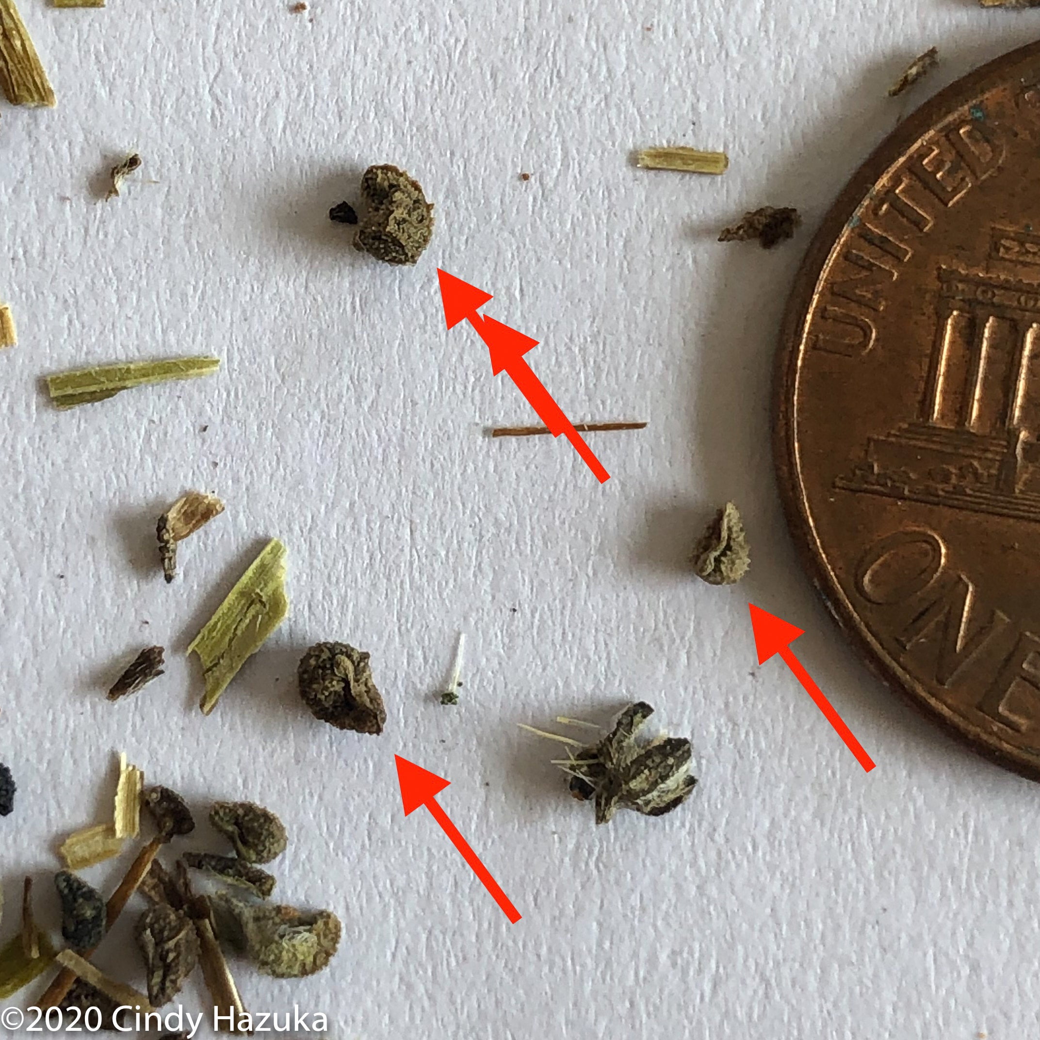 Amsinckia intermedia (Common Fiddleneck) | California Native Seeds from ...