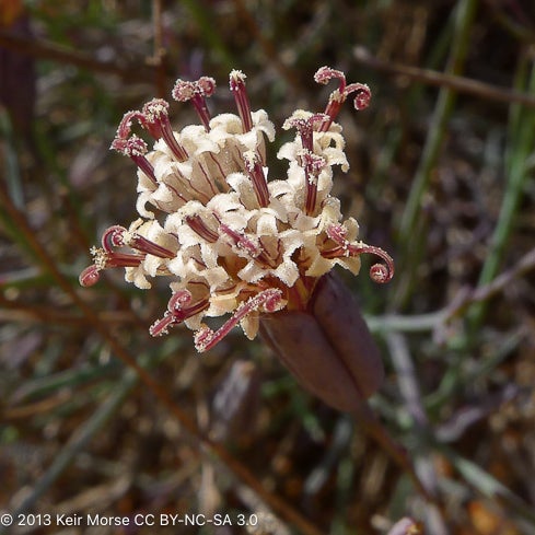 Porophyllum gracile (Odora/Slender Poreleaf) | California Native Seeds ...