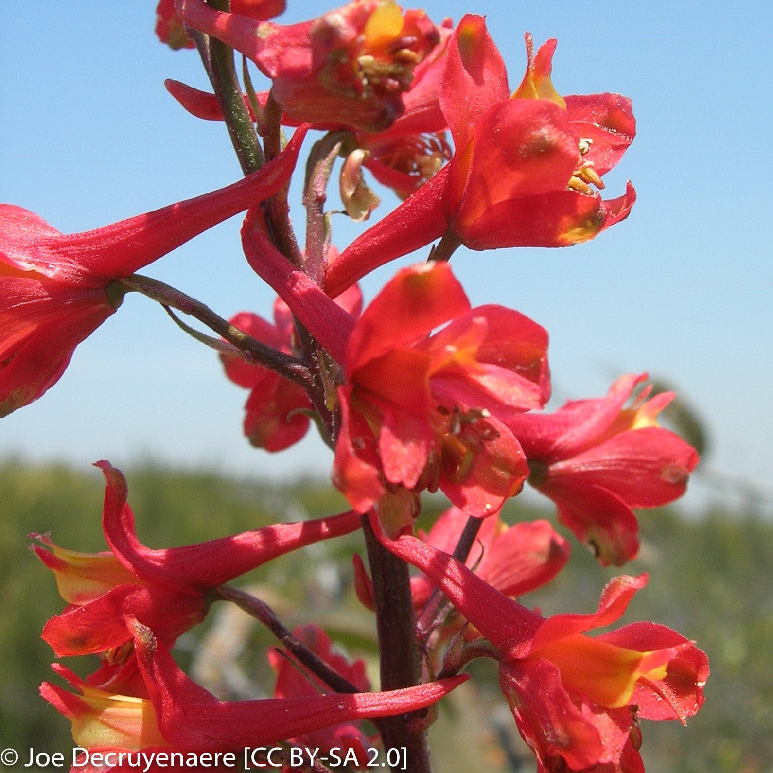Delphinium cardinale (Scarlet Delphinium) | California Native Seeds ...