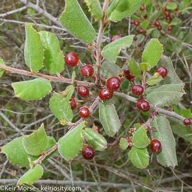 Rhamnus pilosa (Hairyleaf Redberry) | California Native Seeds from CNPS-SD