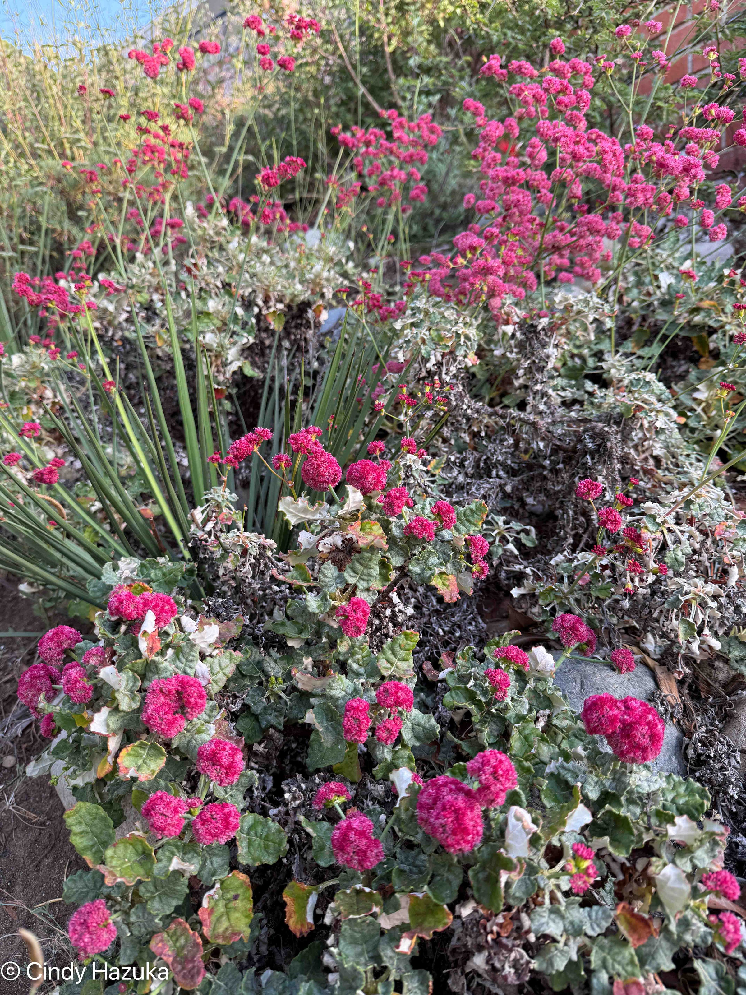 Eriogonum grande var. rubescens (Red Buckwheat) | California Native ...