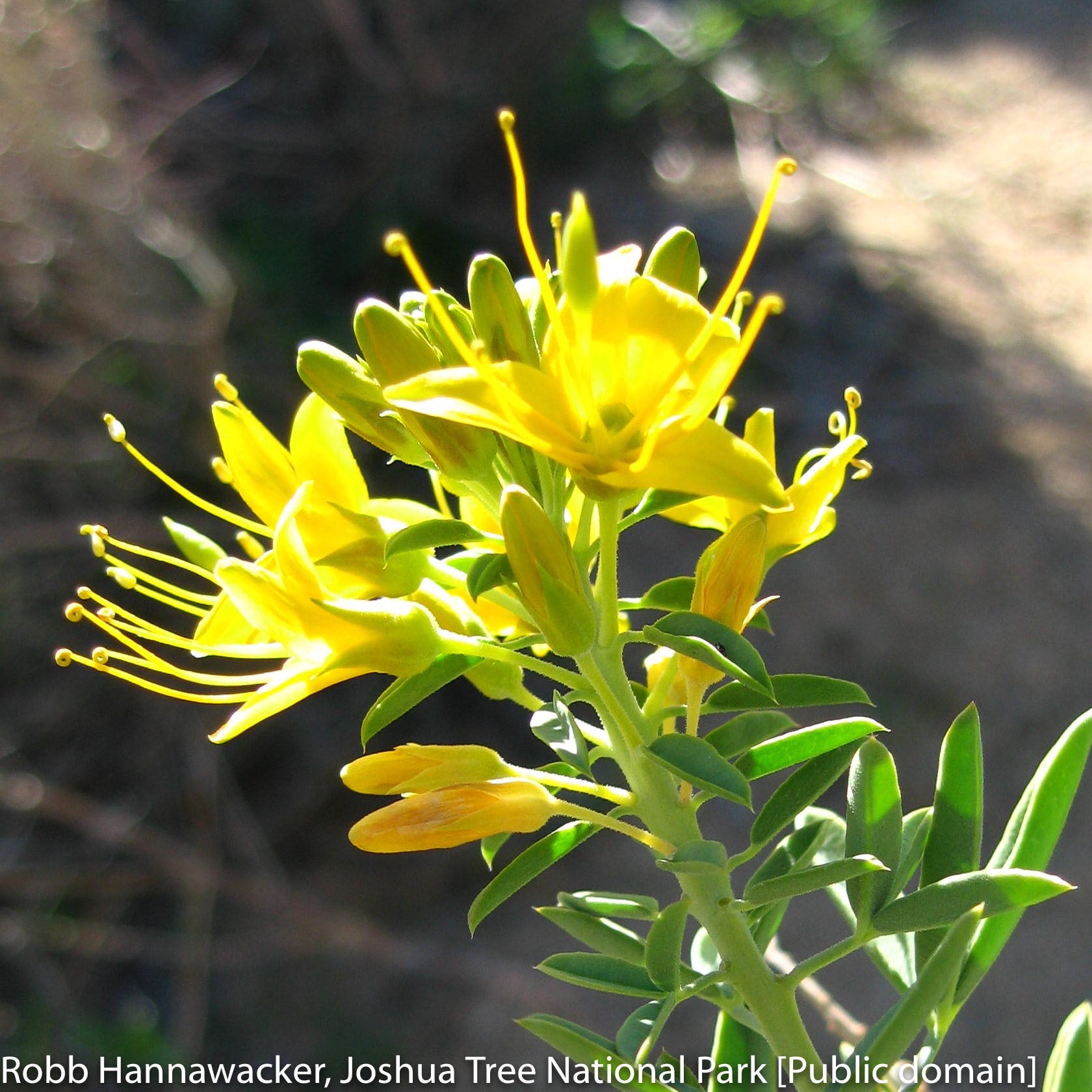 Cleomella arborea (Bladderpod) | California Native Seeds from CNPS-SD