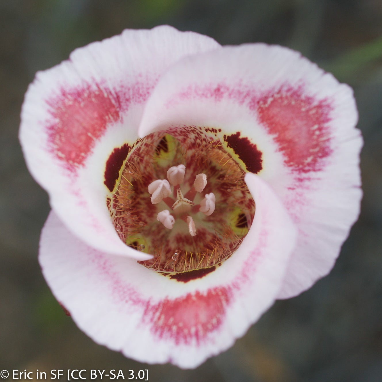 Calochortus venustus (Butterfly Mariposa Lily) | California Native ...