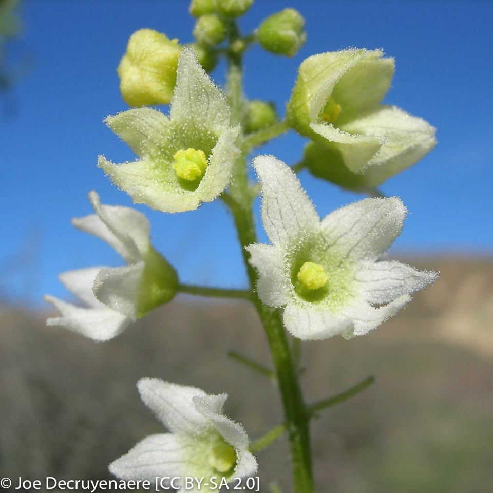 Marah macrocarpa (Wild Cucumber or Manroot) | California Native Seeds ...
