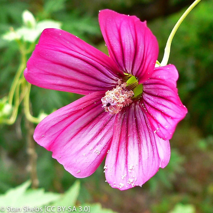 Malva assurgentiflora (Island Mallow) | California Native Seeds from ...