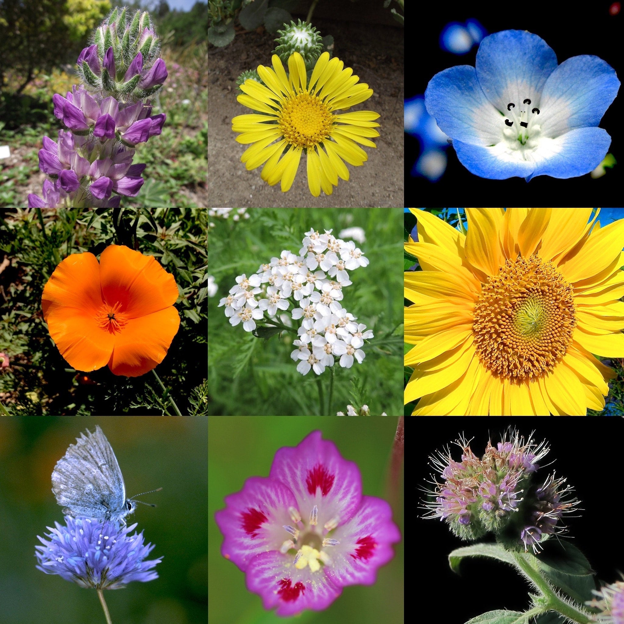 Xerces Pollinator Mix (for Central Coast and Southern California ...