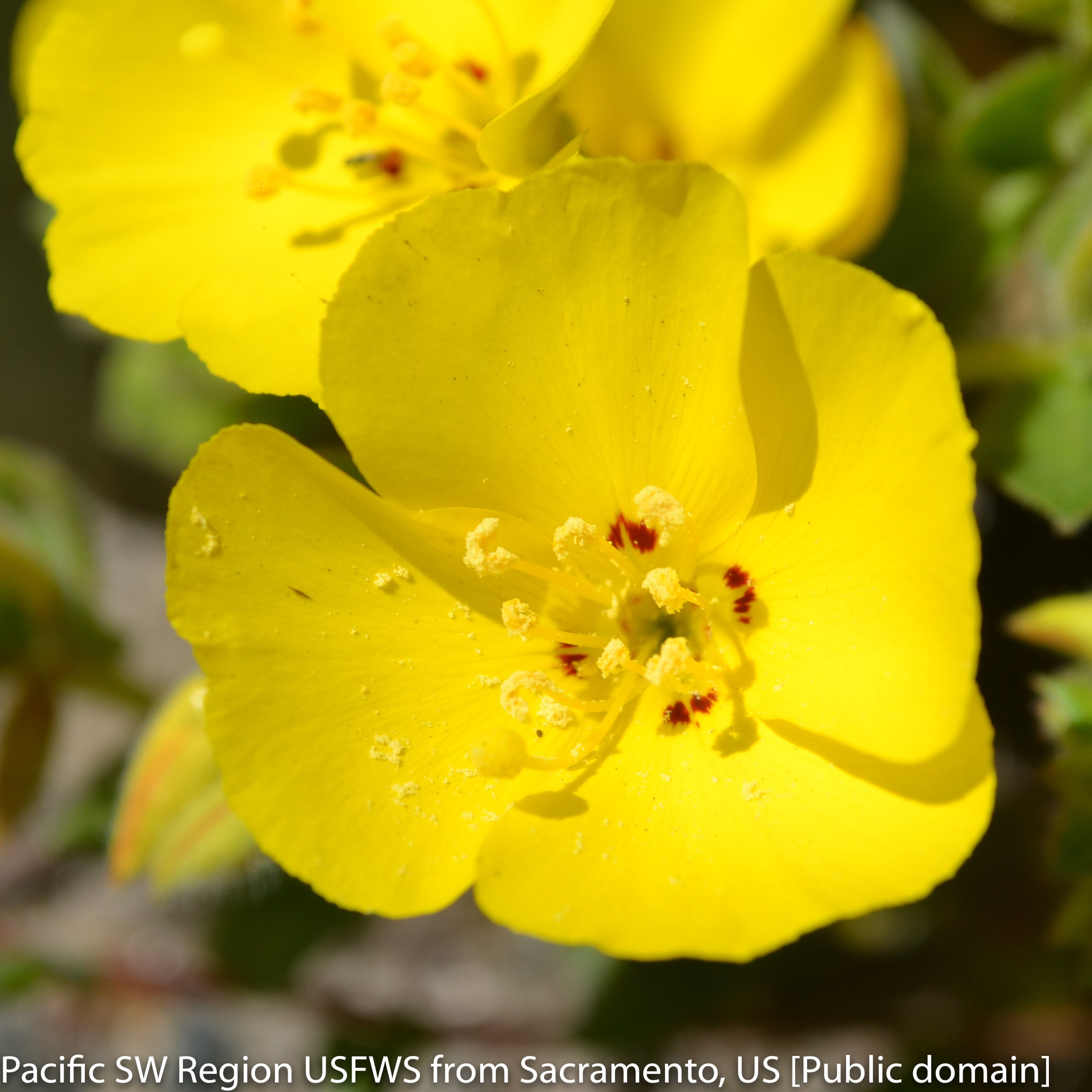 Camissoniopsis cheiranthifolia (Beach Evening Primrose) | California ...