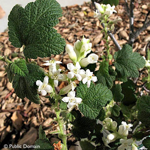 Ribes indecorum (White-flowering Currant) | California Native Seeds ...