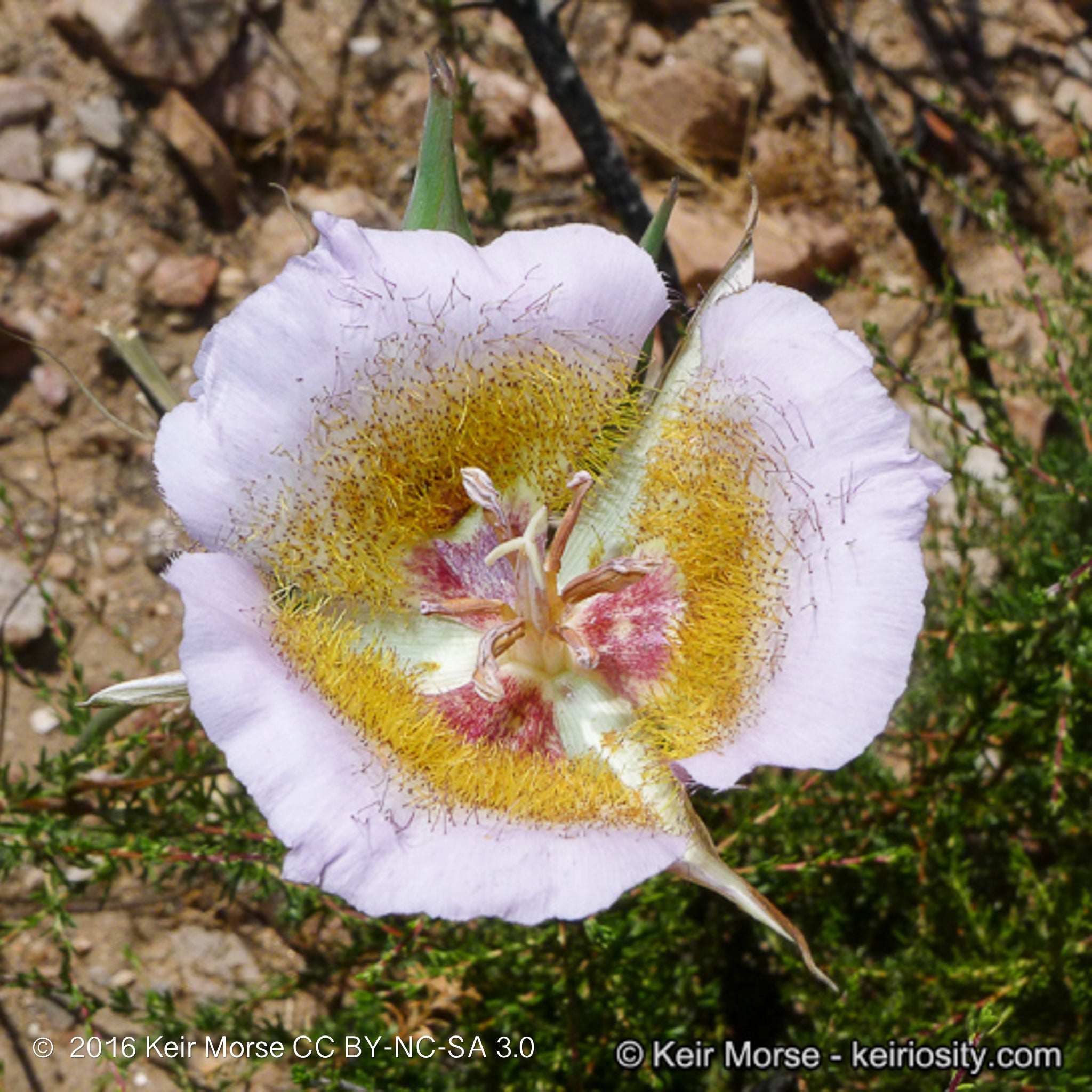 Calochortus plummerae (Plummer's Mariposa Lily) | California Native ...