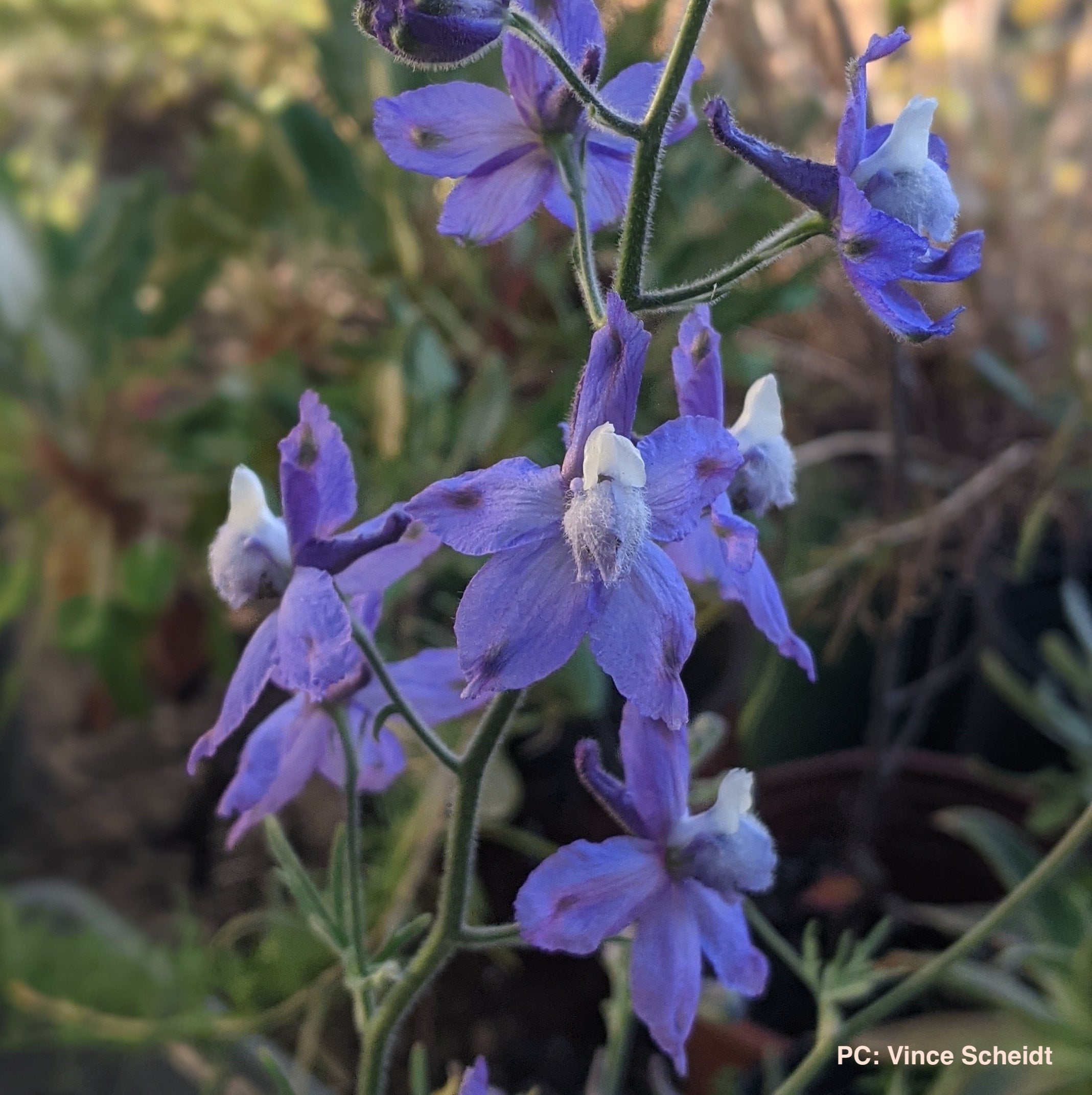 Delphinium variegatum ssp. thornei (Thorne's Royal Larkspur ...