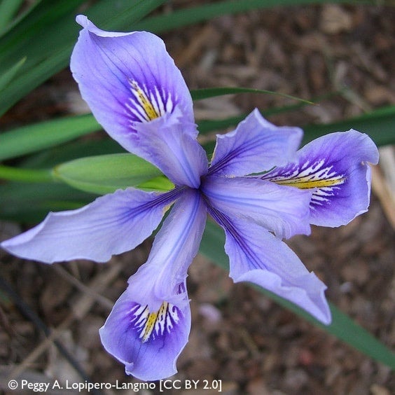 Iris douglasiana (Douglas Iris) | California Native Seeds from CNPS-SD