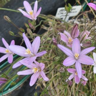 Brodiaea californica "Pink Form" (California Brodiaea) | California ...