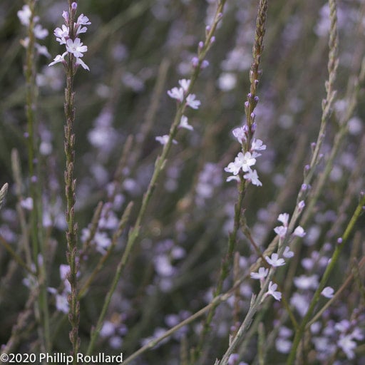 Verbena menthifolia (Mint Leafed Vervain) | California Native Seeds ...
