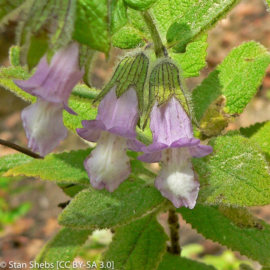 Lepechinia fragrans (Fragrant Pitcher Sage) | California Native Seeds ...