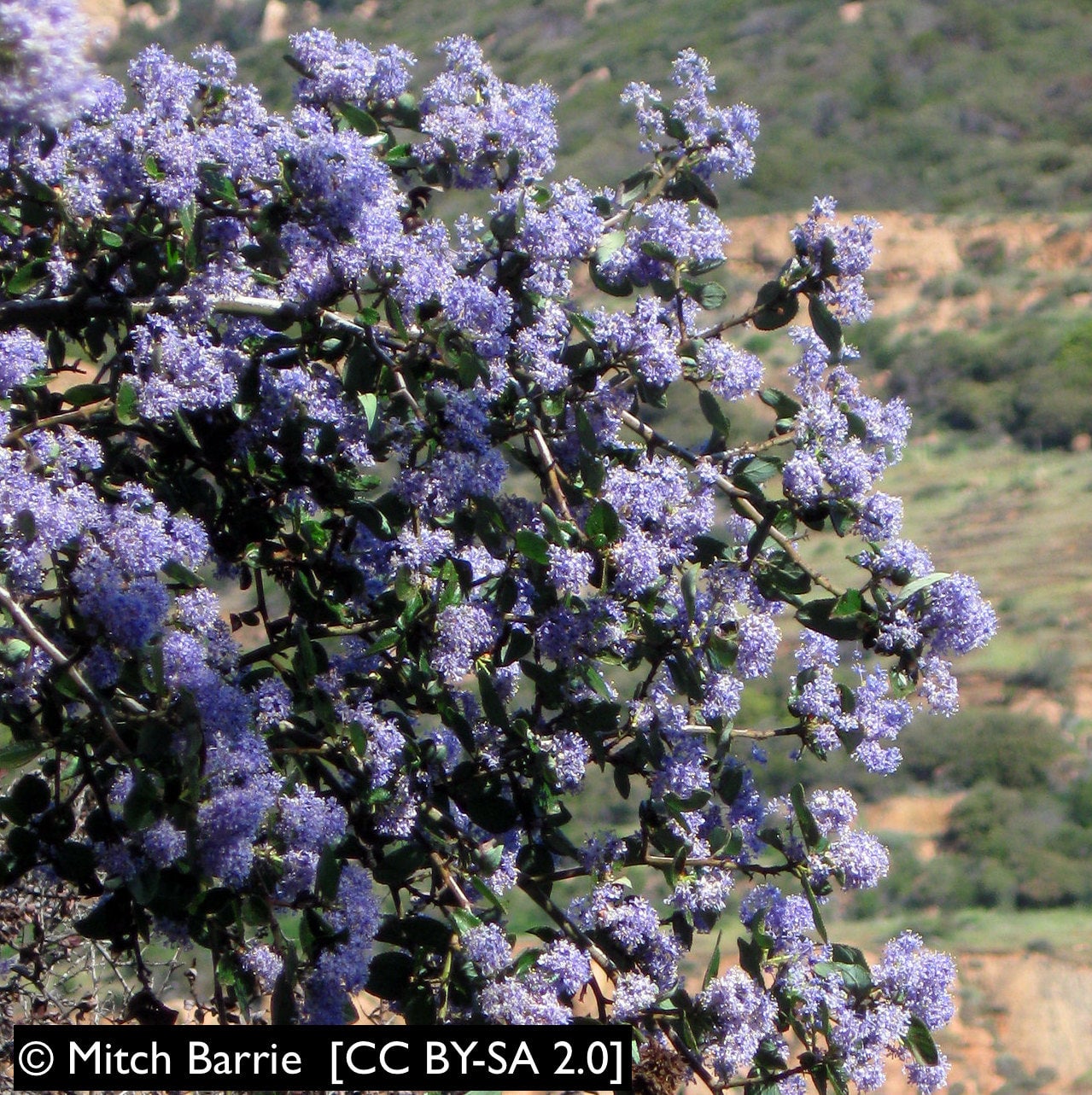 Ceanothus oliganthus (Hairy Ceanothus) | California Native Seeds from ...