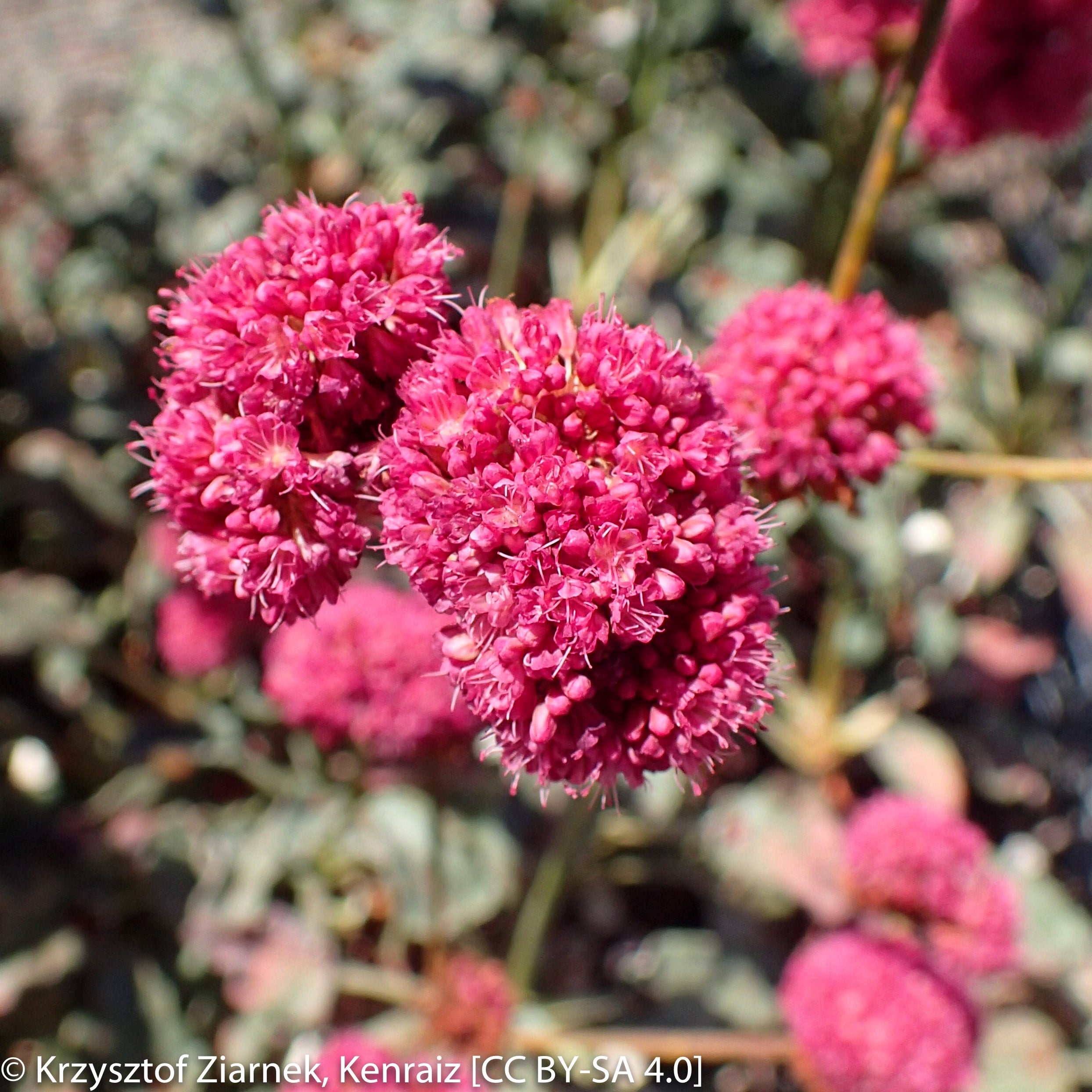 Eriogonum grande var. rubescens (Red Buckwheat) | California Native ...
