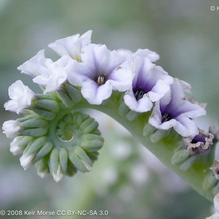 Heliotropium curassavicum (Seaside Heliotrope) | California Native ...
