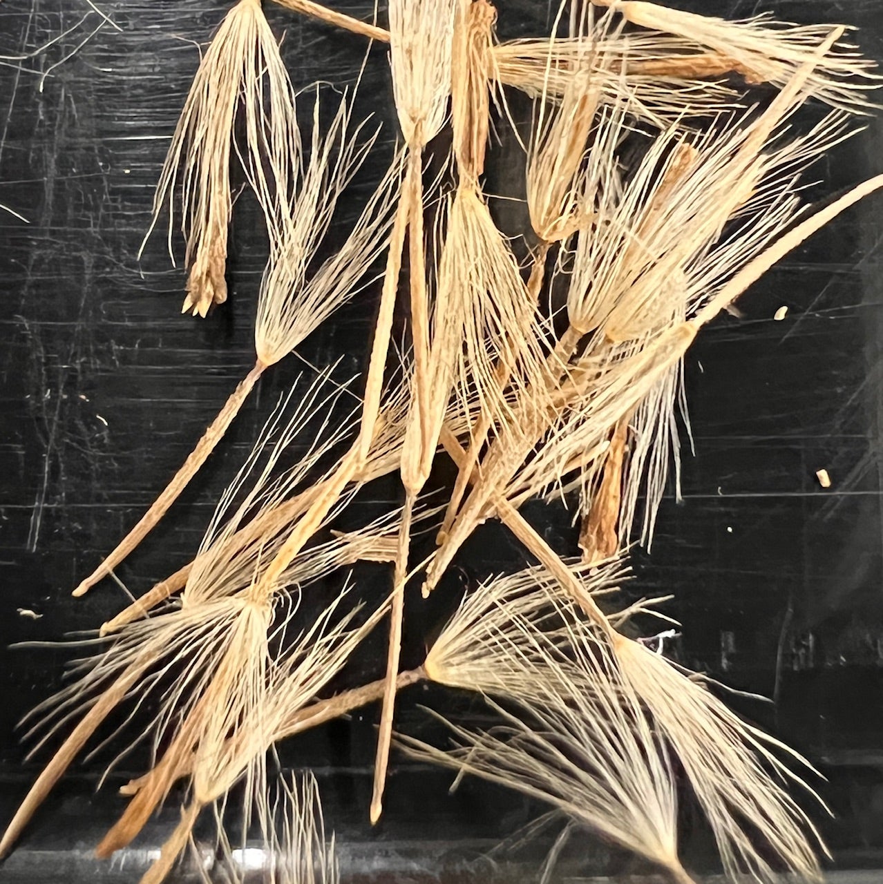 Porophyllum gracile (Odora/Slender Poreleaf) | California Native Seeds ...