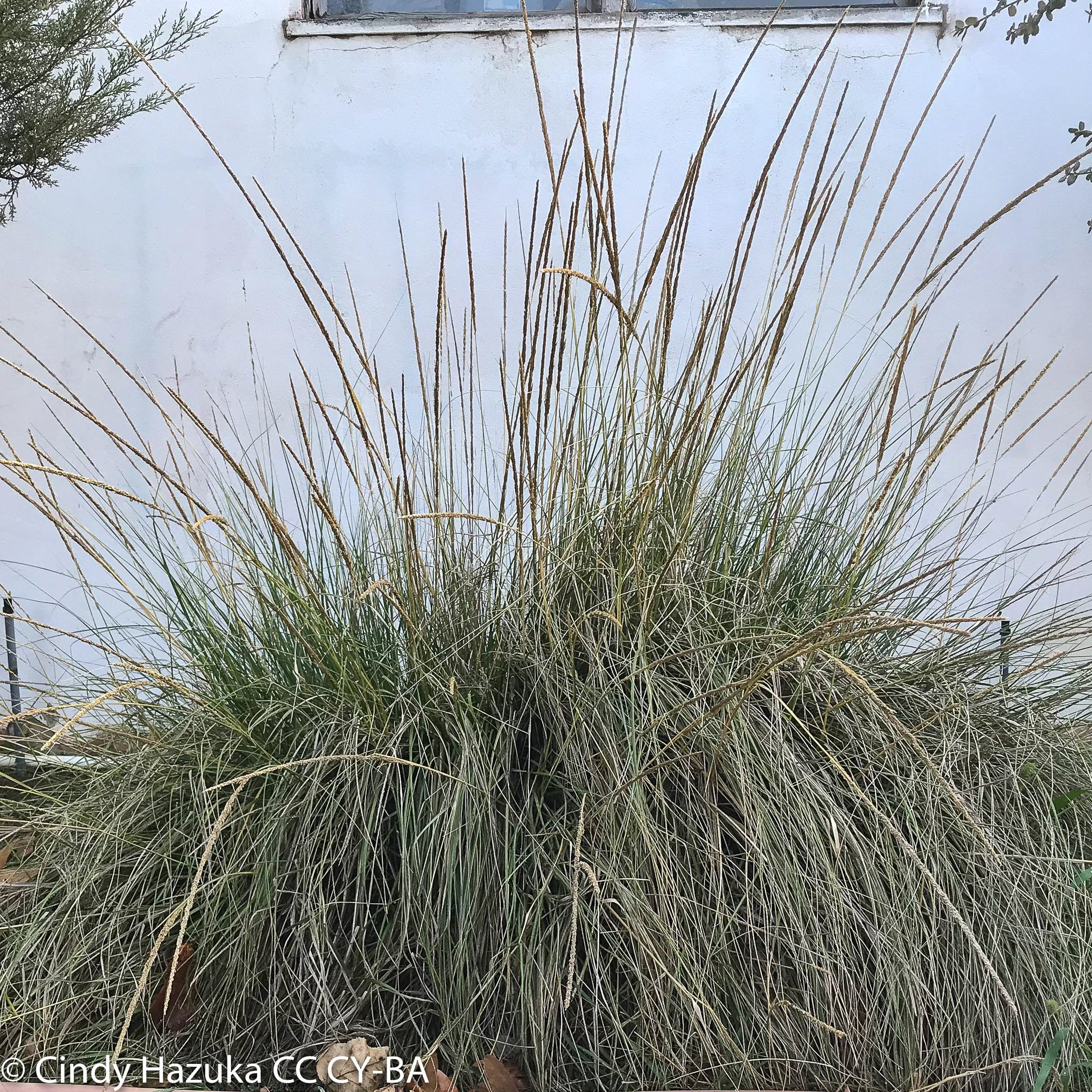 Muhlenbergia rigens (Deergrass) | California Native Seeds from CNPS-SD