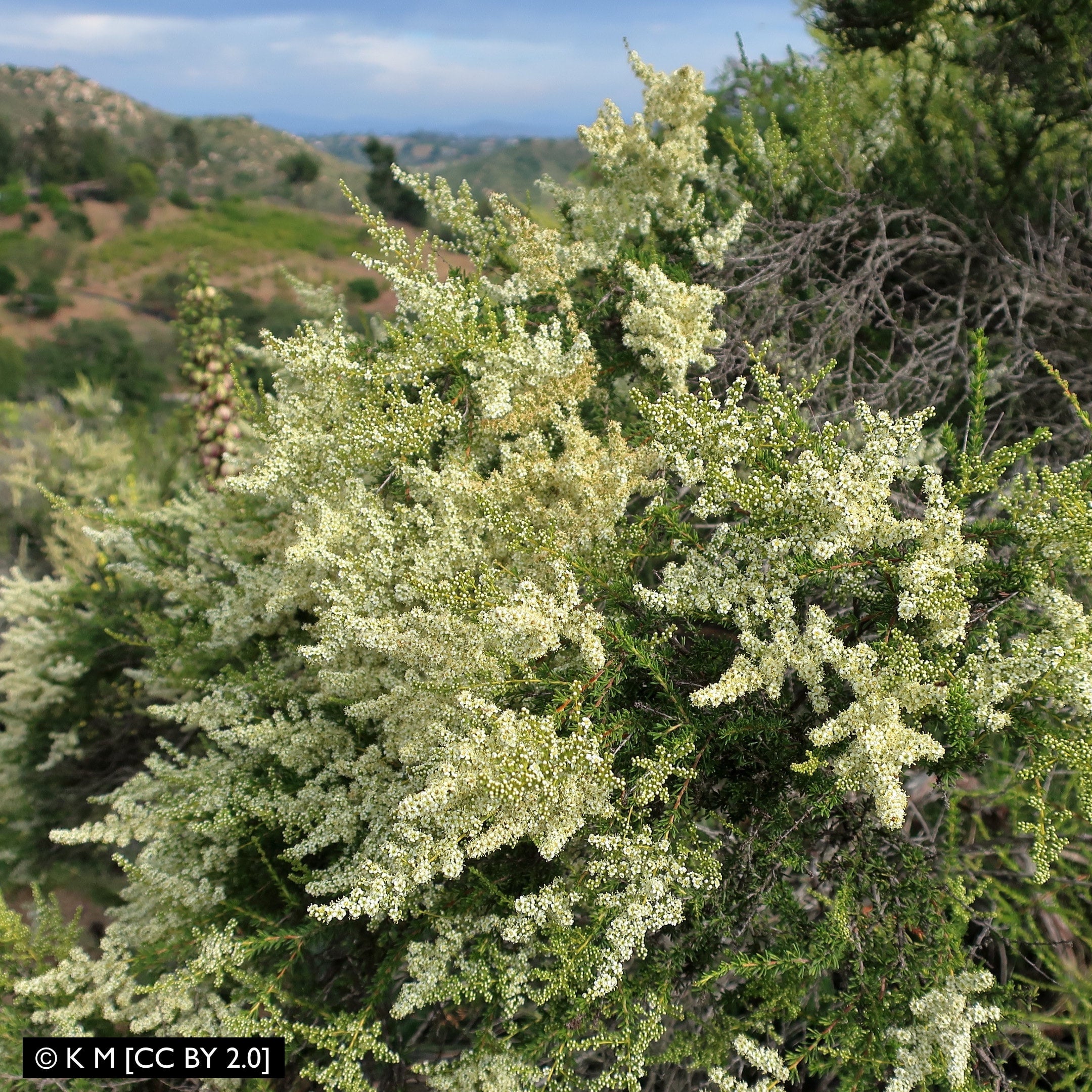 Adenostoma fasciculatum (Chamise) | California Native Seeds from CNPS-SD
