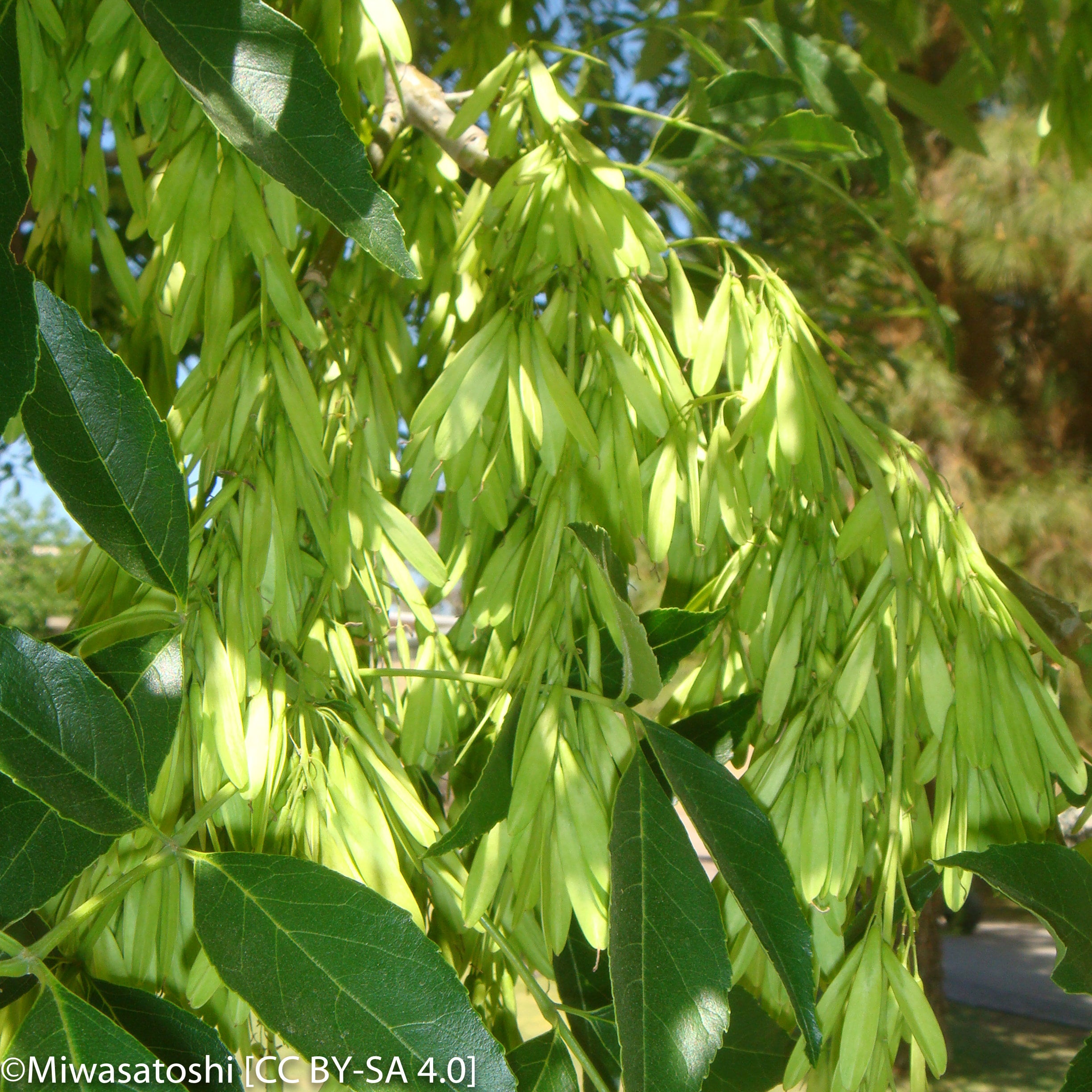 Fraxinus velutina (Velvet Ash) | California Native Seeds from CNPS-SD