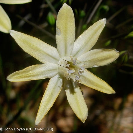 Triteleia ixioides (Golden Brodiaea) | California Native Seeds from CNPS-SD