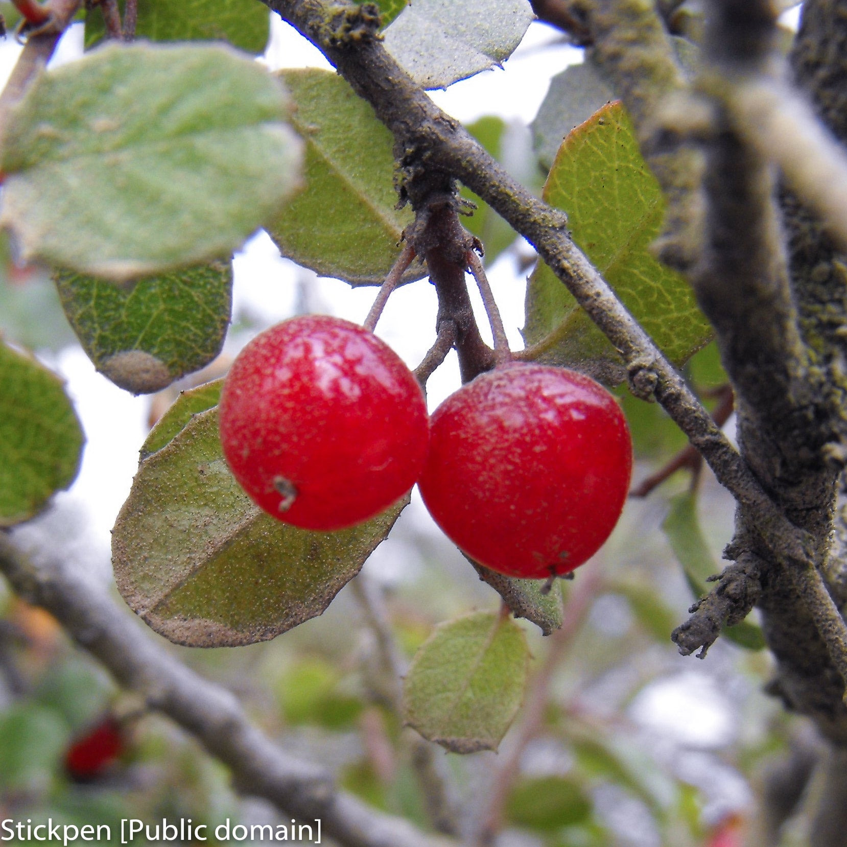 Rhamnus crocea (Spiny Redberry) | California Native Seeds from CNPS-SD