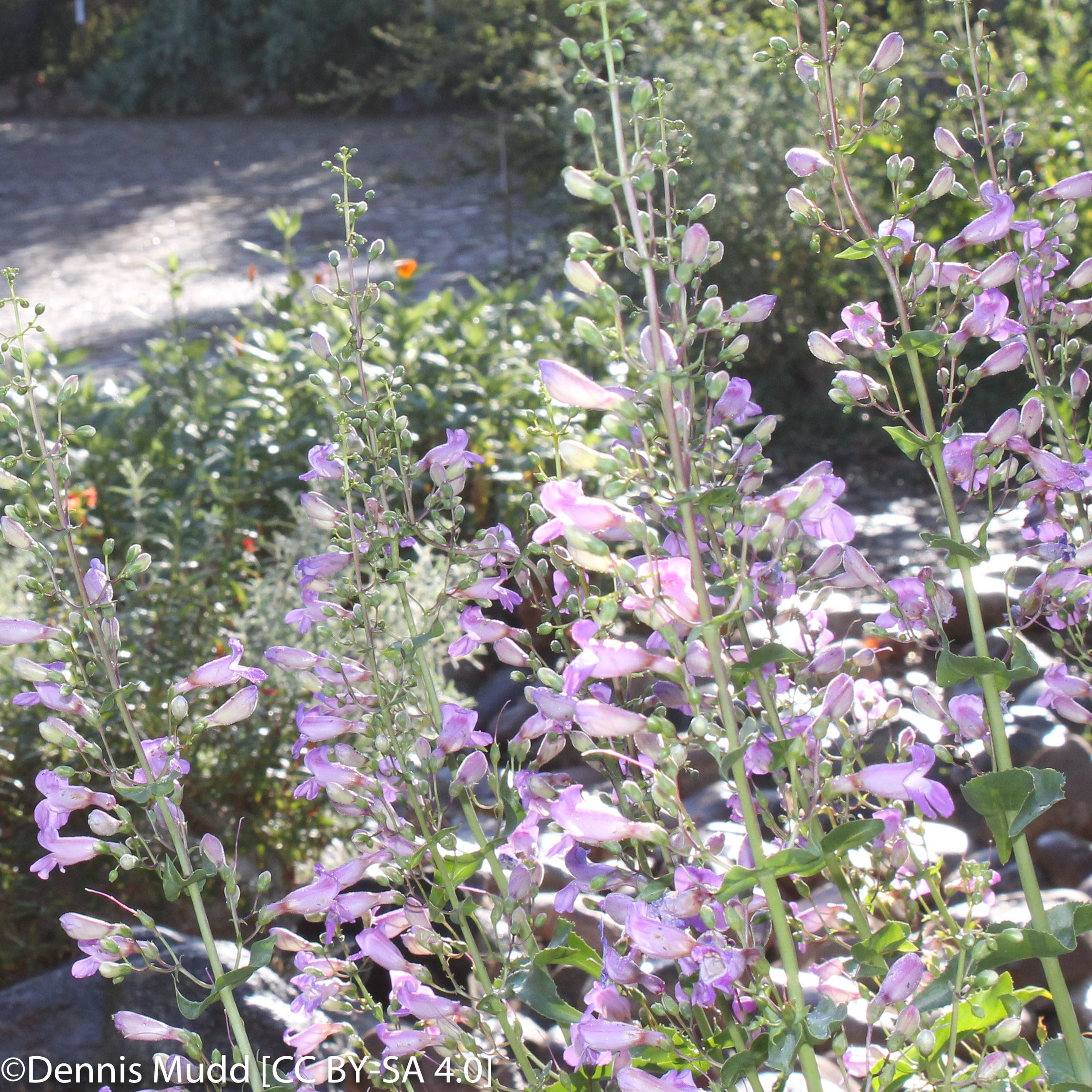Penstemon spectabilis (Showy Penstemon) | California Native Seeds from ...