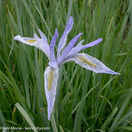Iris missouriensis (Western Blue Flag) | California Native Seeds from ...