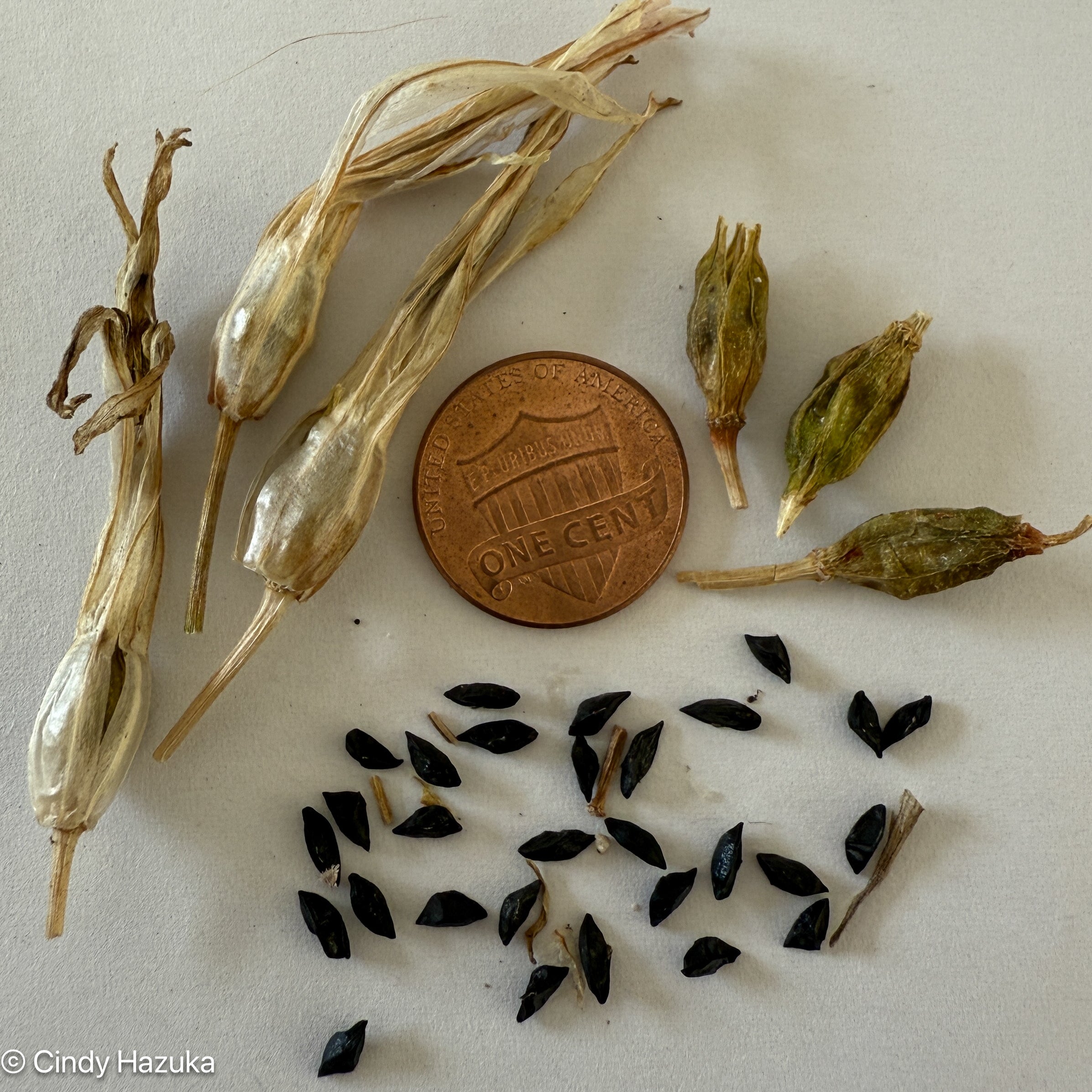 Brodiaea californica (California Brodiaea) | California Native Seeds ...