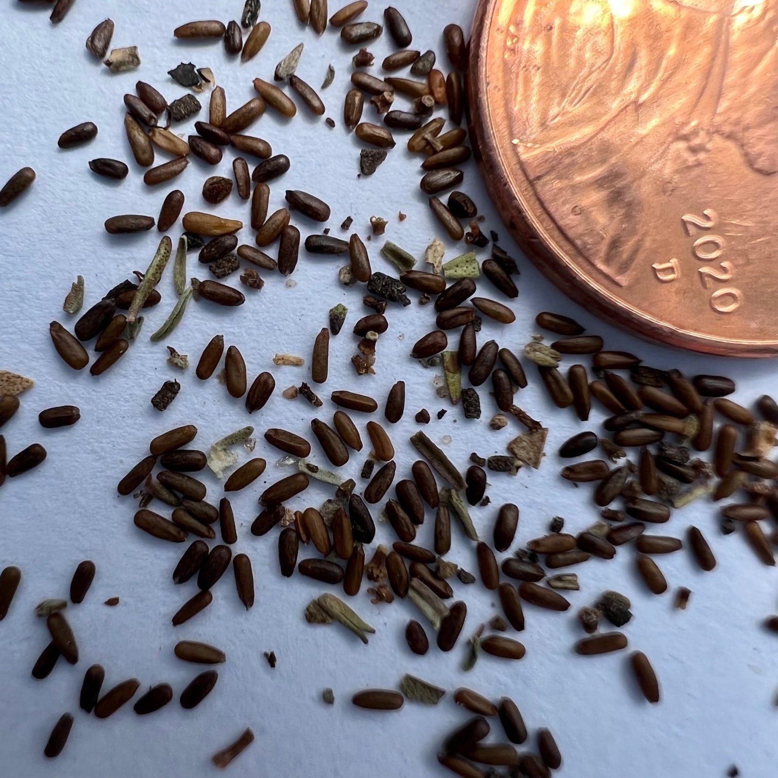 Monardella viminea (San Diego Willowy Mint) | California Native Seeds ...