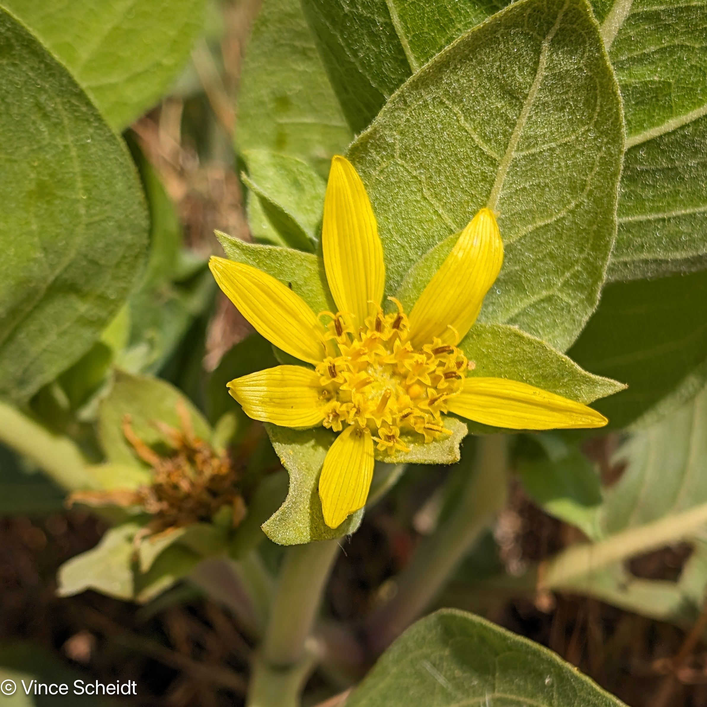 Wyethia (Agnorhiza) ovata (Southern Mule's Ears) | California Native ...