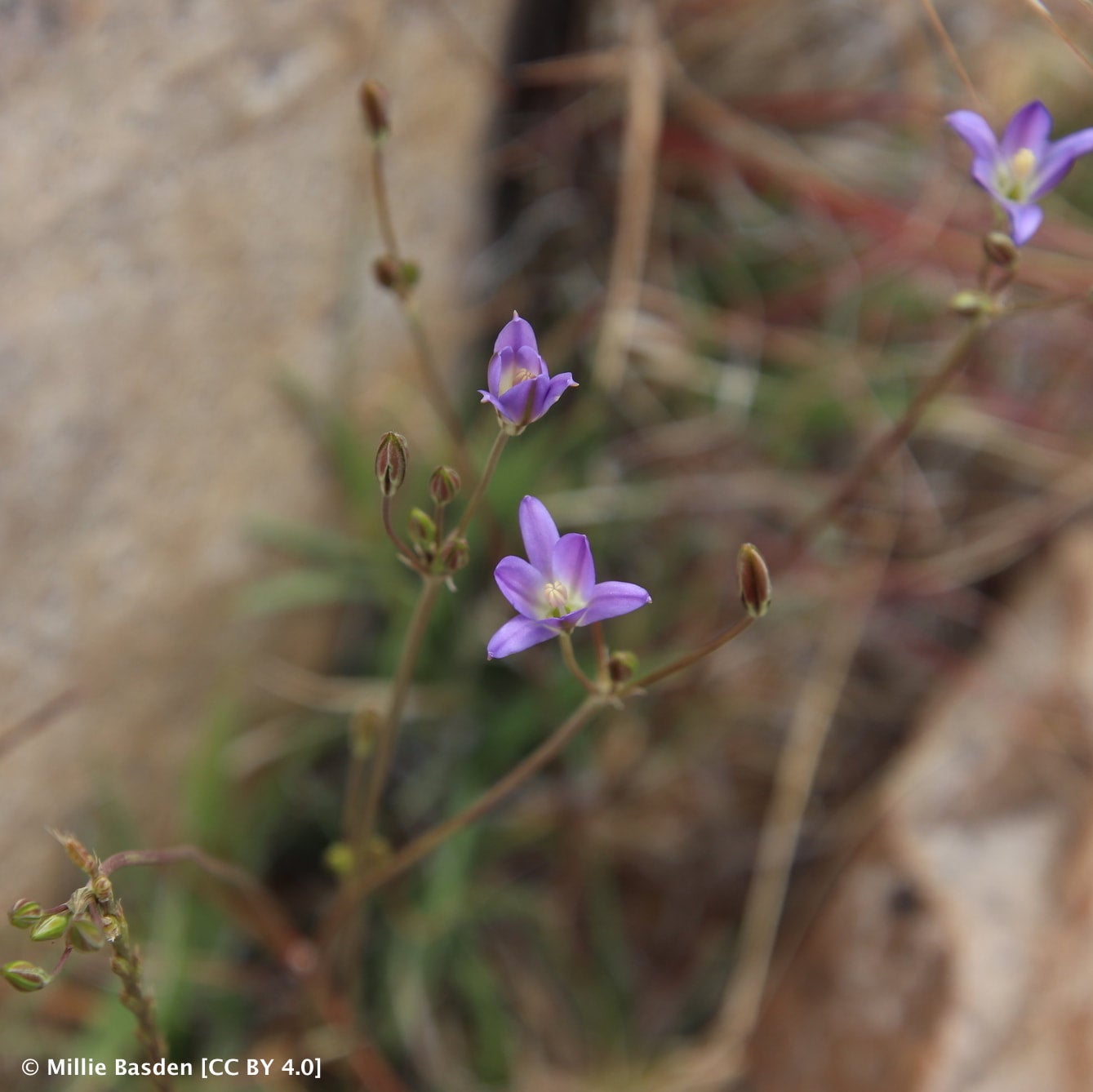 Brodiaea orcuttii (Orcutt's Brodiaea) | California Native Seeds from ...