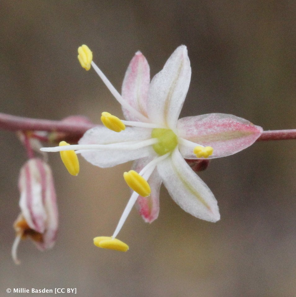 Chlorogalum parviflorum [Hooveria parviflora] (Small-flowered Soaproot ...