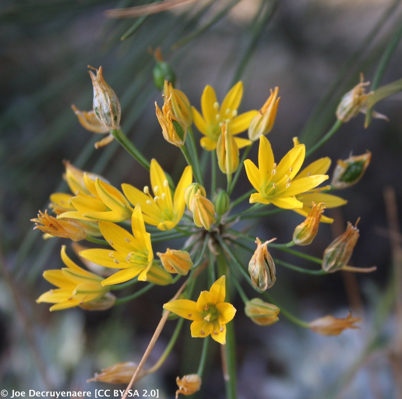 Bloomeria crocea var. crocea (Common Goldenstar) | California Native ...