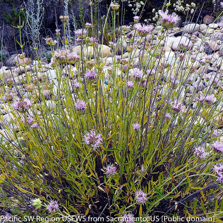 Monardella viminea (San Diego Willowy Mint) | California Native Seeds ...