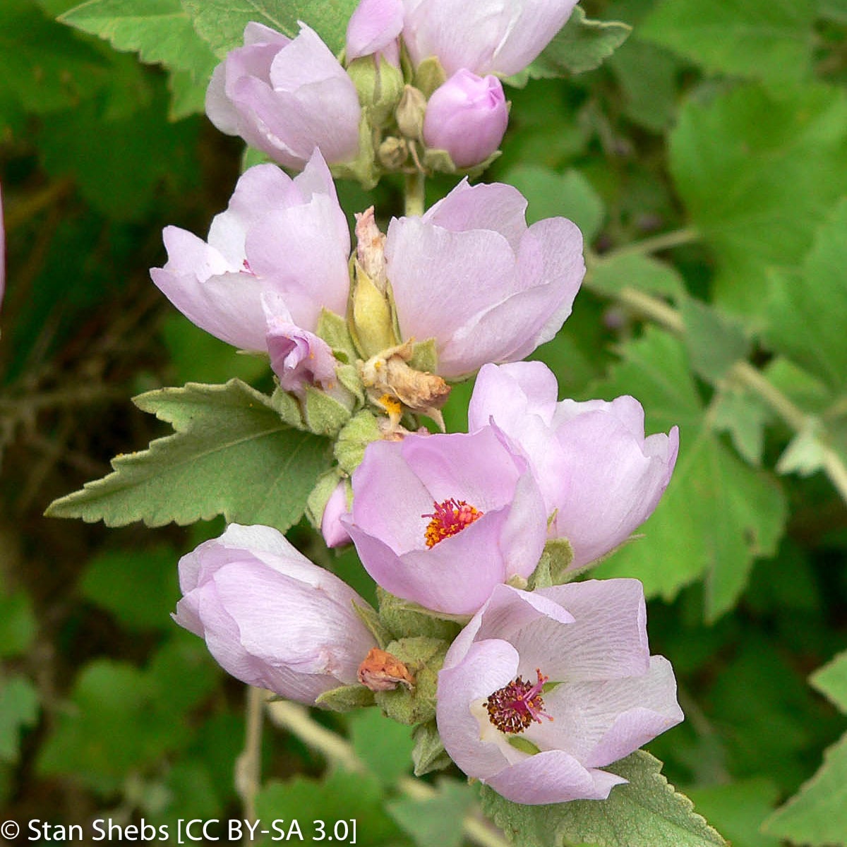Malacothamnus fasciculatus (Chaparral Mallow) | California Native Seeds ...