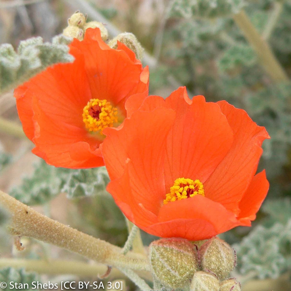 Sphaeralcea ambigua (Desert globemallow) | California Native Seeds from ...