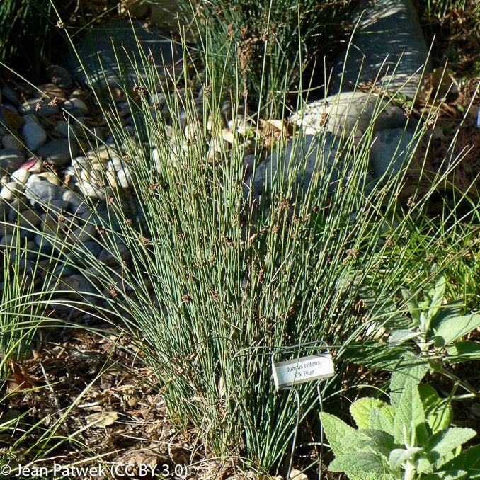 Juncus patens (Common Rush) | California Native Seeds from CNPS-SD