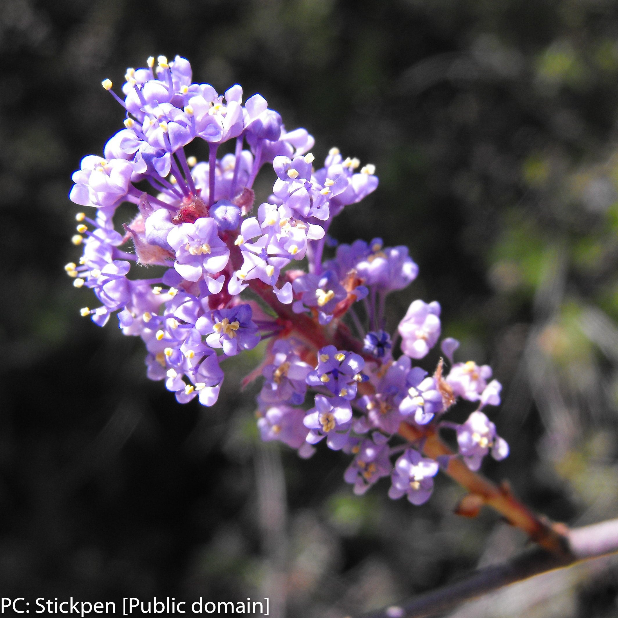 Ceanothus tomentosus (Woolly Leaf Ceanothus) | California Native Seeds ...