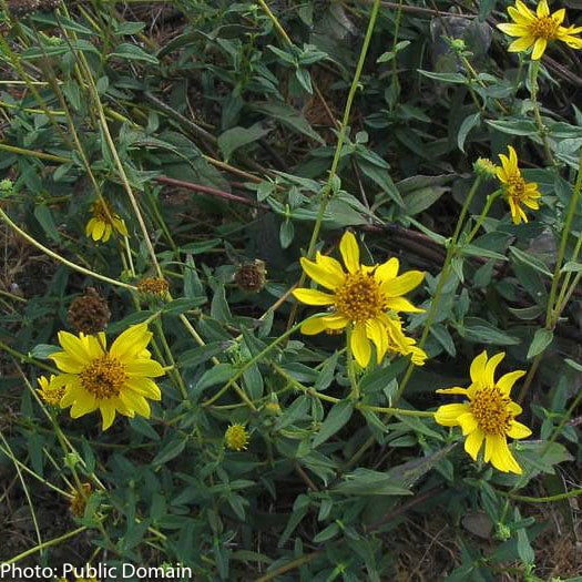 Helianthus gracilentus (Slender Sunflower) | California Native Seeds ...