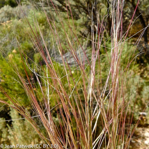 Aristida purpurea (Purple Three-Awn) | California Native Seeds from CNPS-SD