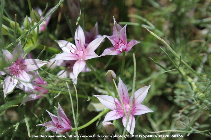 Allium praecox (Early Onion) | California Native Seeds from CNPS-SD